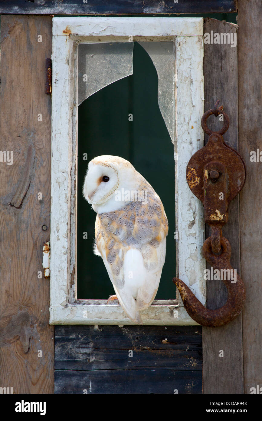 Barn Owl; Tyto Alba; at Broken Window; UK Stock Photo - Alamy