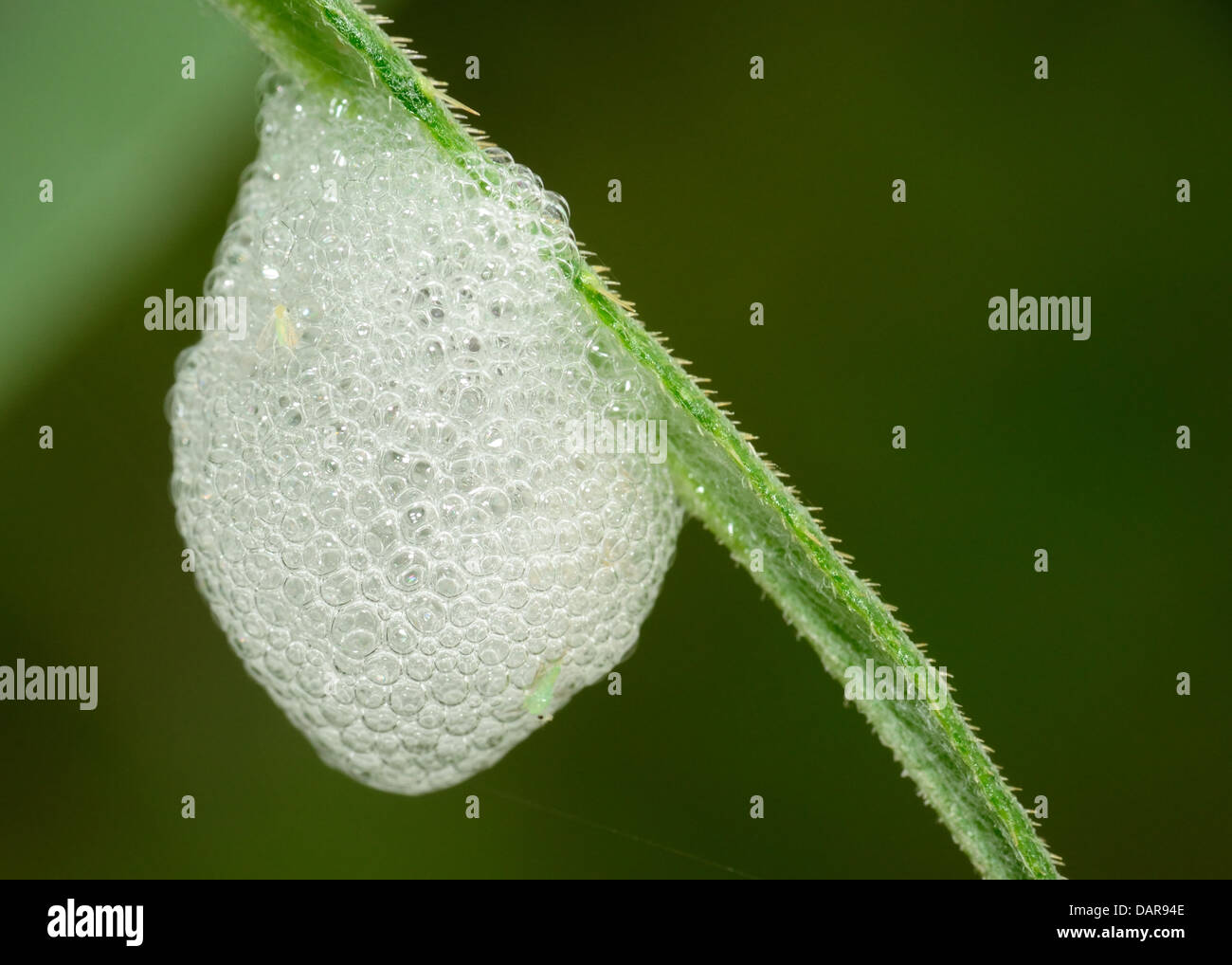 Spittlebugs hi-res stock photography and images - Alamy