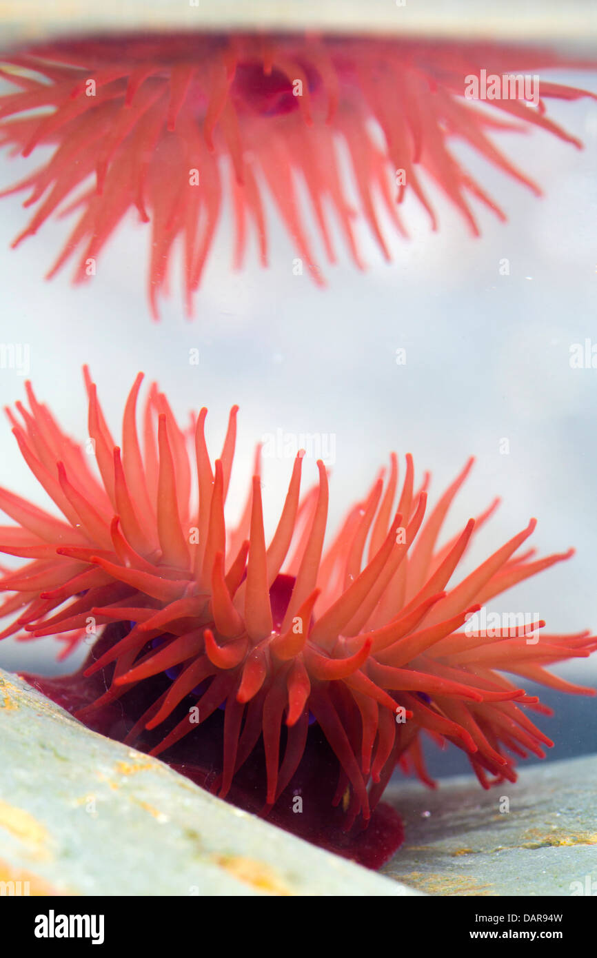 Beadlet anemone red sea anemone hi-res stock photography and images - Alamy