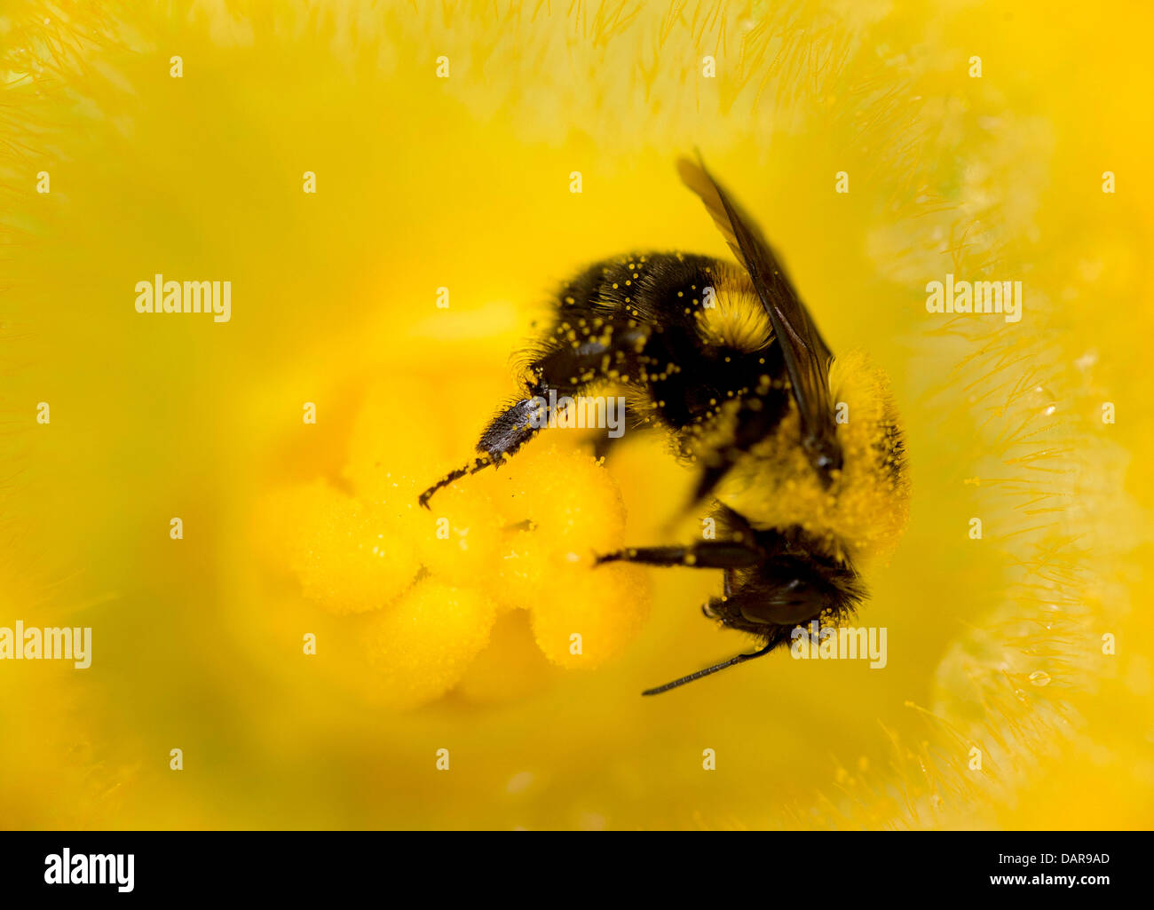 Squash bees hi-res stock photography and images - Alamy