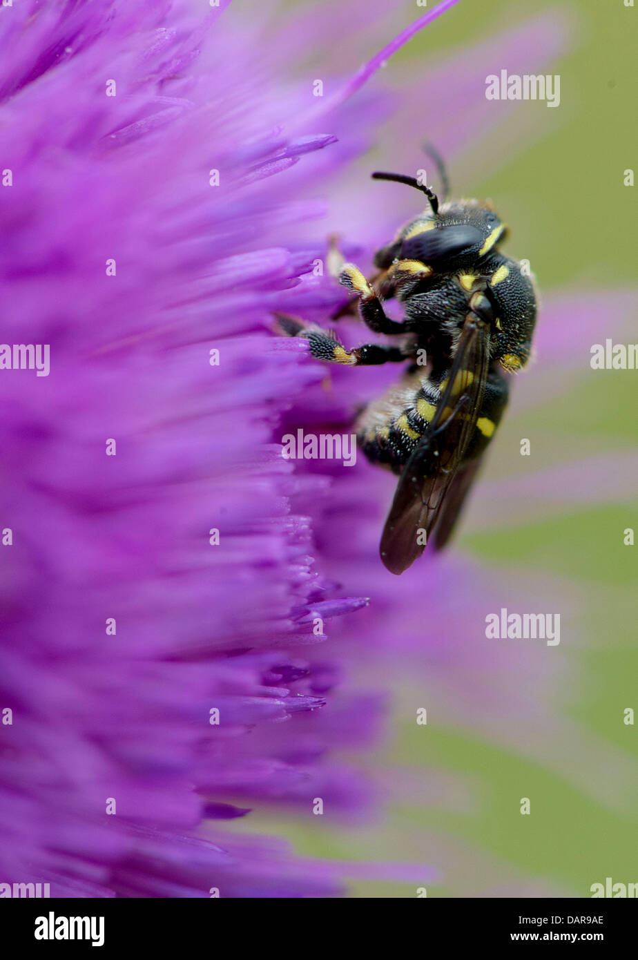 July 17, 2013 - Roseburg, Oregon, U.S - A native bee forages on a ...