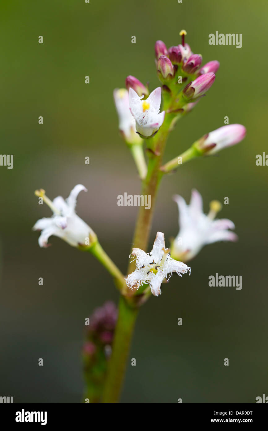 Bogbean hi-res stock photography and images - Alamy