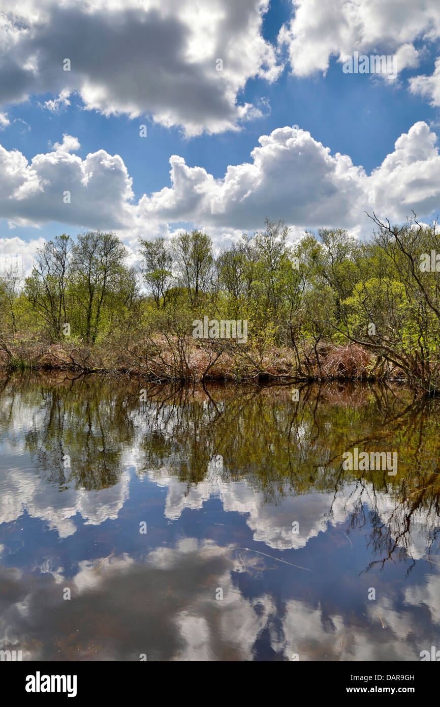 Breney Common; Wildlife Trust Reserve; Cornwall; UK Stock Photo - Alamy
