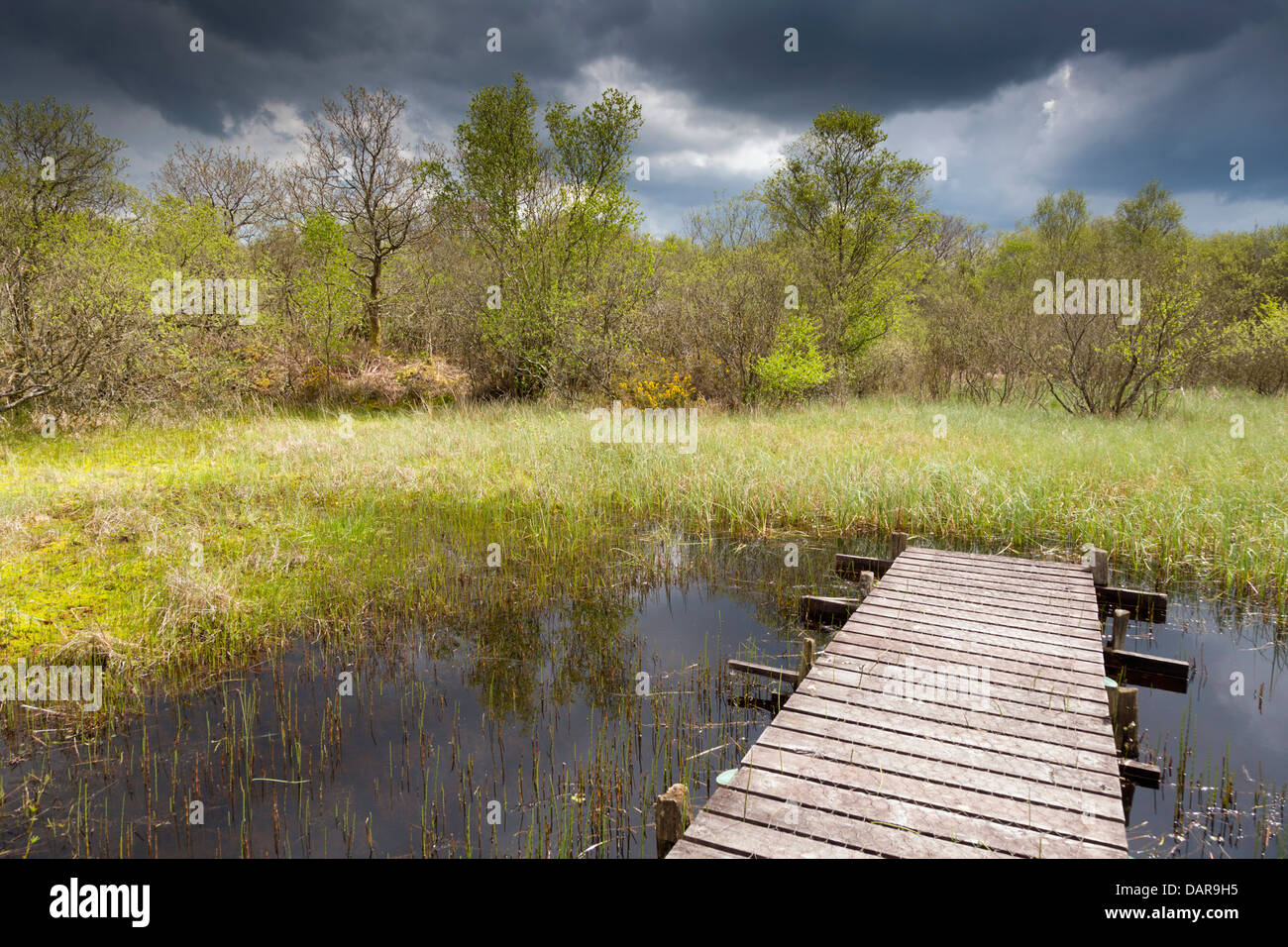 Common wildlife hi-res stock photography and images - Alamy