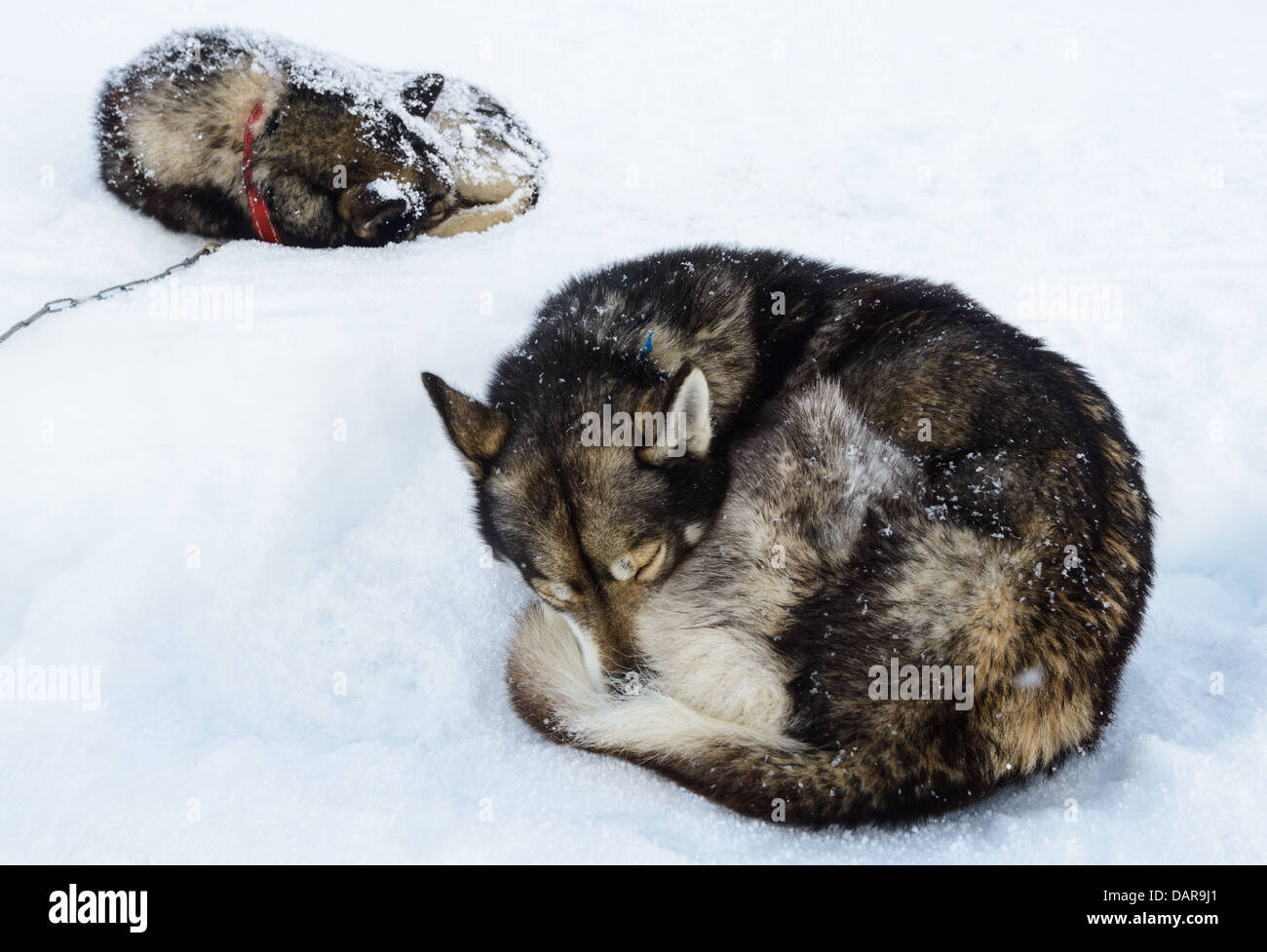 Two siberian huskies hi-res stock photography and images - Alamy