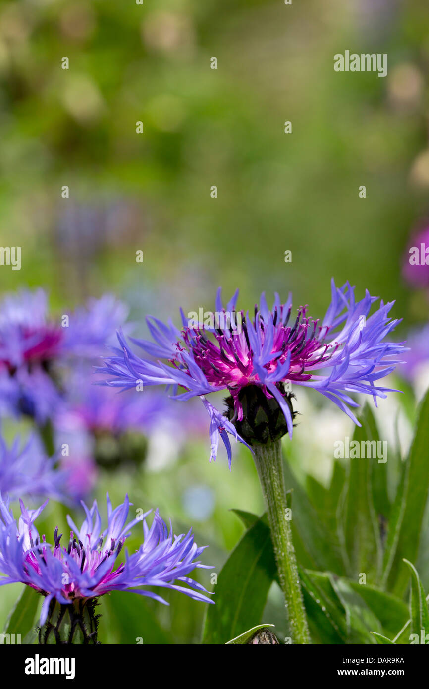 Cornflowers; Centaurea montana; Spring; Cornwall; UK Stock Photo - Alamy