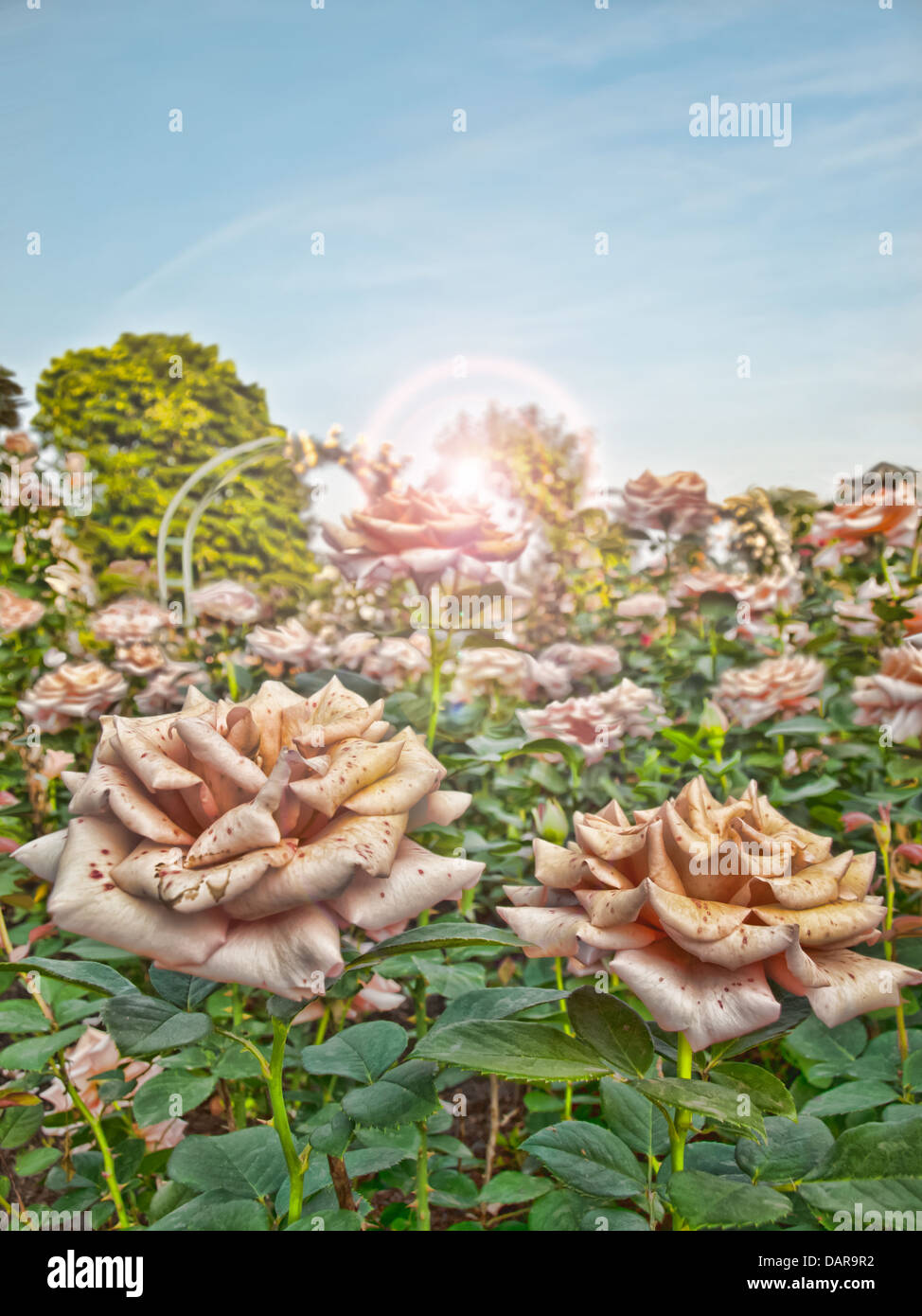 beautiful pink roses at sunrise Stock Photo - Alamy