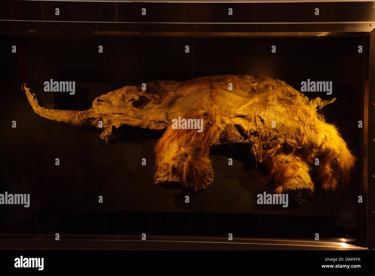 Woolly Mammoth High Resolution Stock Photography and Images - Alamy