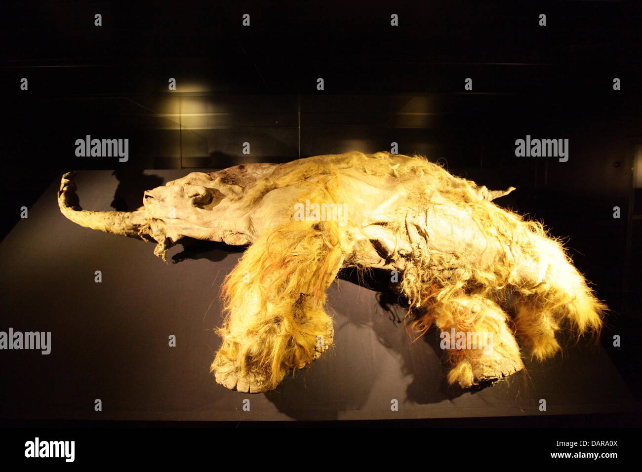 Frozen woolly mammoth hi-res stock photography and images - Alamy Frozen woolly mammoth hi-res stock photography and images - Alamy