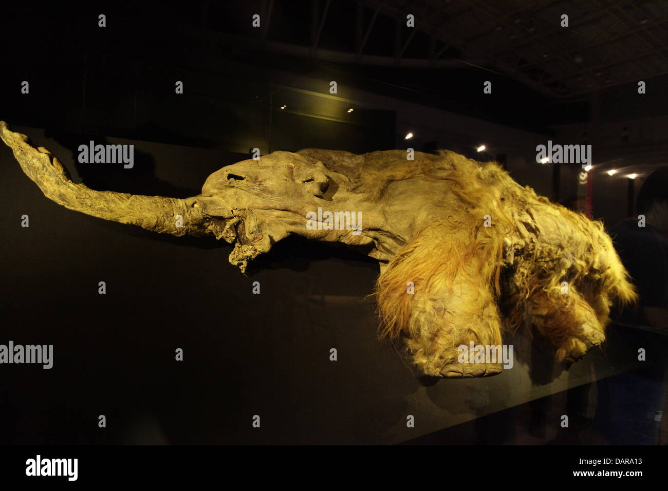 Frozen woolly mammoth hi-res stock photography and images - Alamy Frozen woolly mammoth hi-res stock photography and images - Alamy