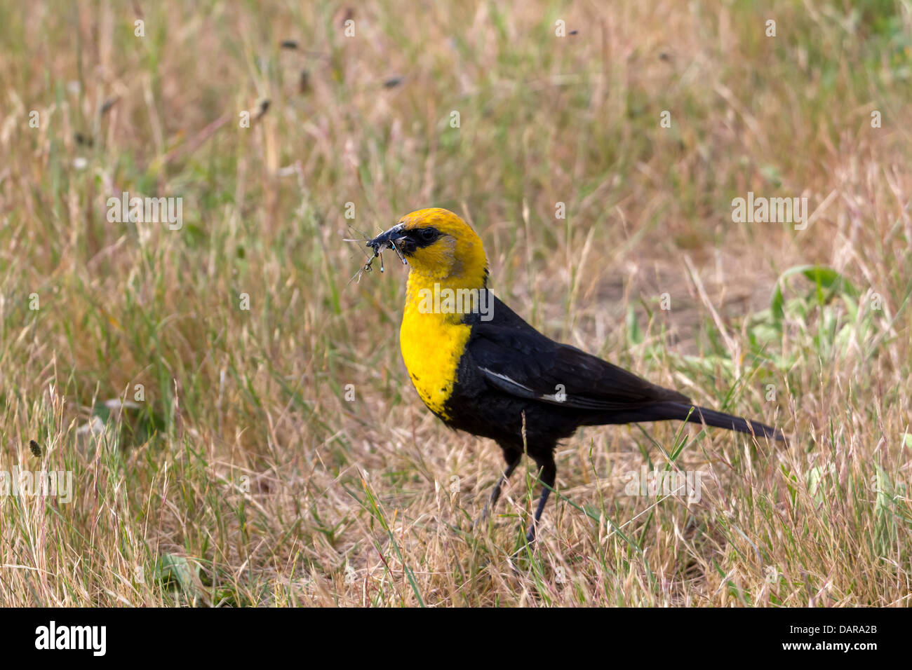 Eating insects hi-res stock photography and images - Alamy