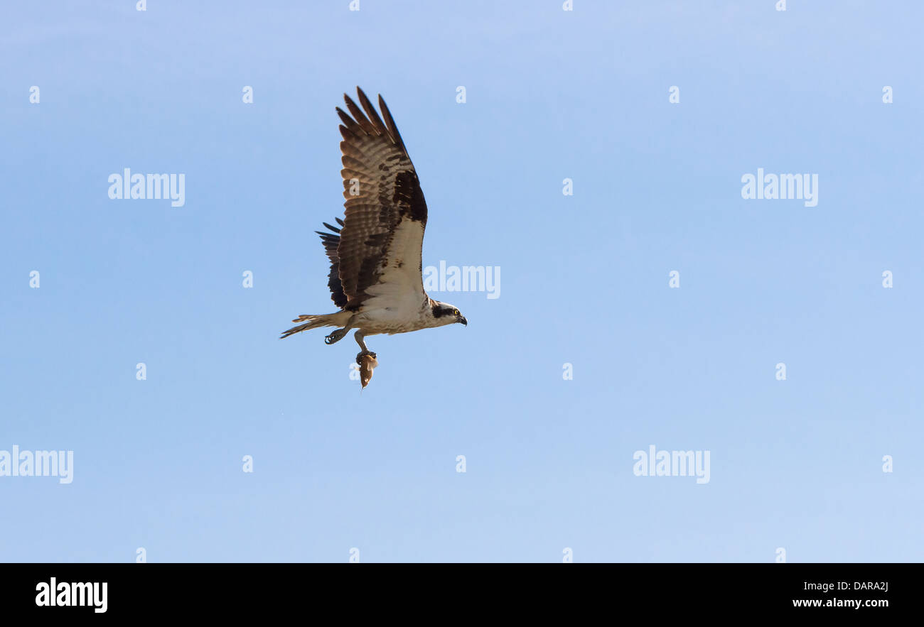 flying osprey catching a fish Stock Photo - Alamy