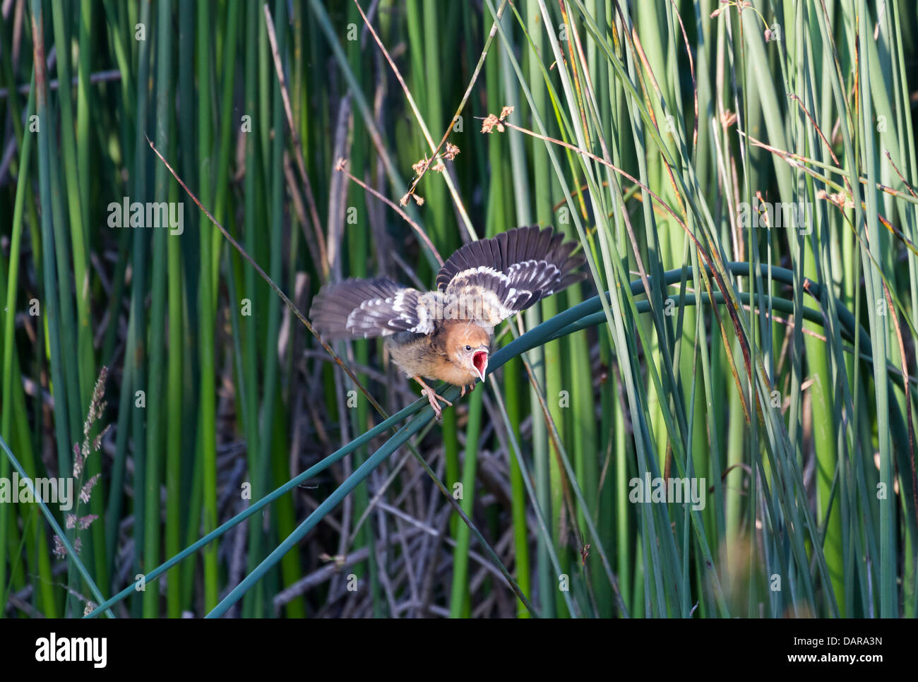 yellow headed blackbird, young bird Stock Photo - Alamy