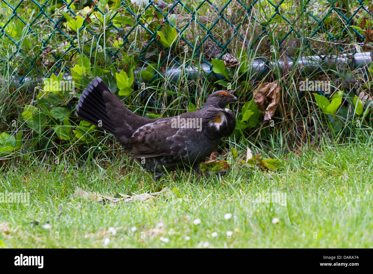 Sooty blue hi-res stock photography and images - Alamy