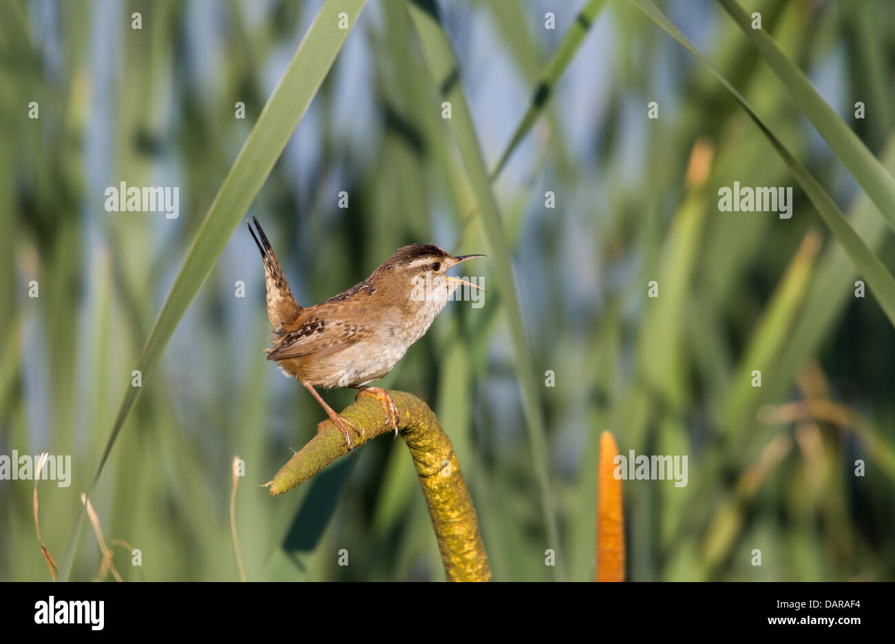 Wren close up hi-res stock photography and images - Alamy