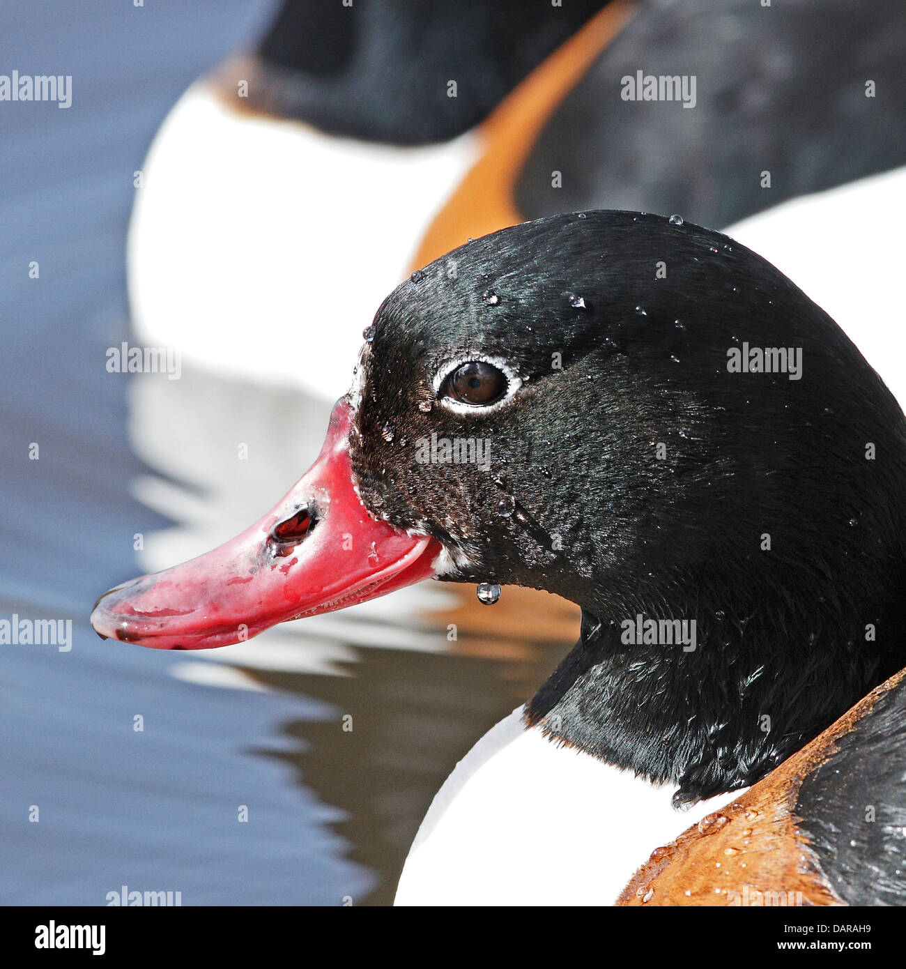 A portrait of a female Shelduck (Tadorna tadorna Stock Photo - Alamy