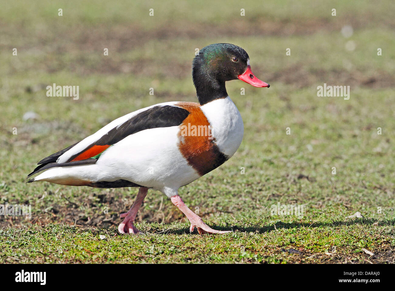 An adult female Shelduck (Tadorna tadorna Stock Photo - Alamy