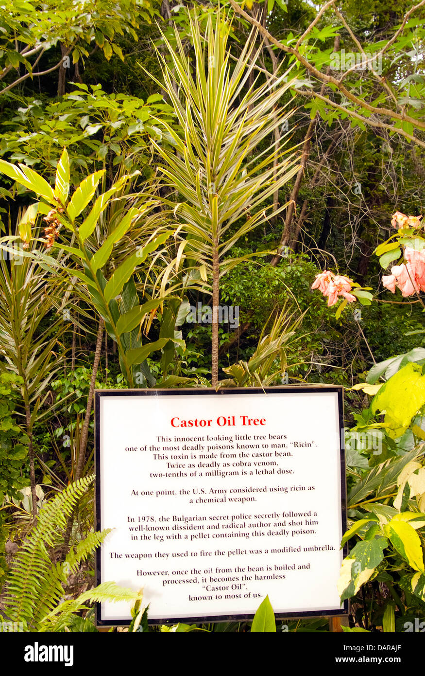 Castor Oil Tree Stock Photo - Alamy