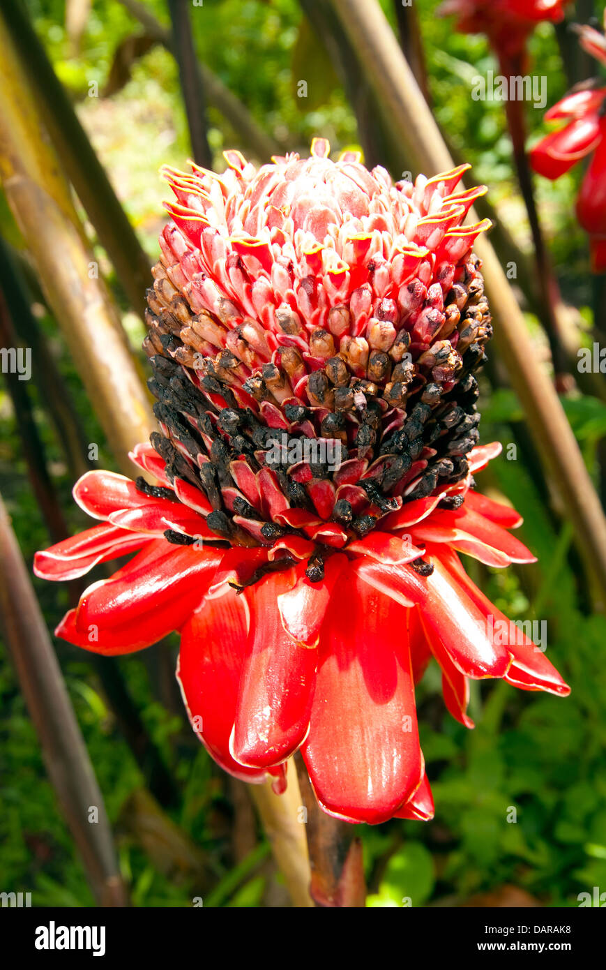 pink torch ginger Stock Photo - Alamy