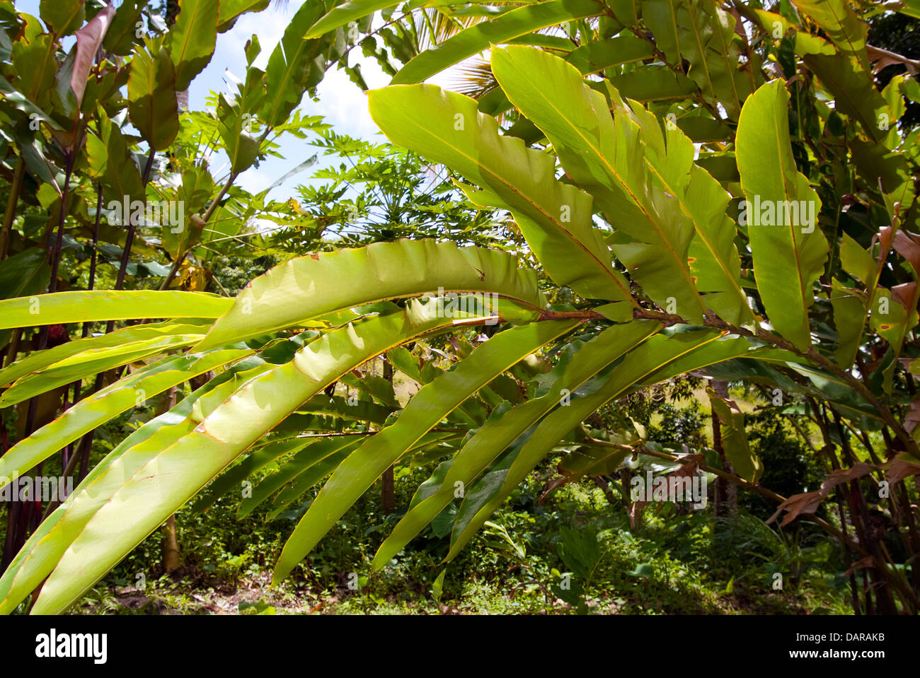Leaves of palm tree isolated Stock Photo - Alamy
