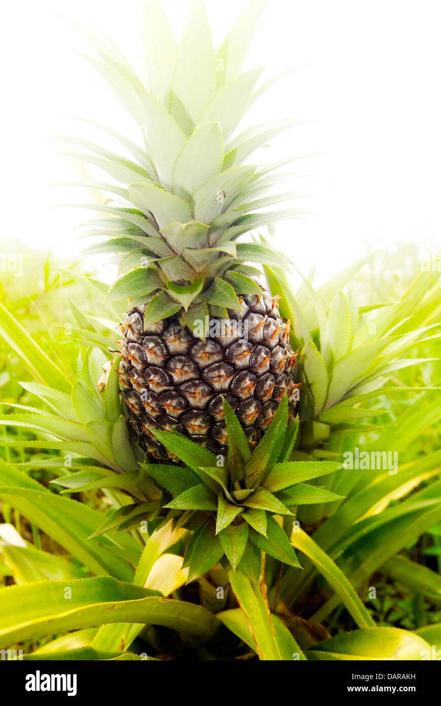 Wild pineapple plant hi-res stock photography and images - Alamy