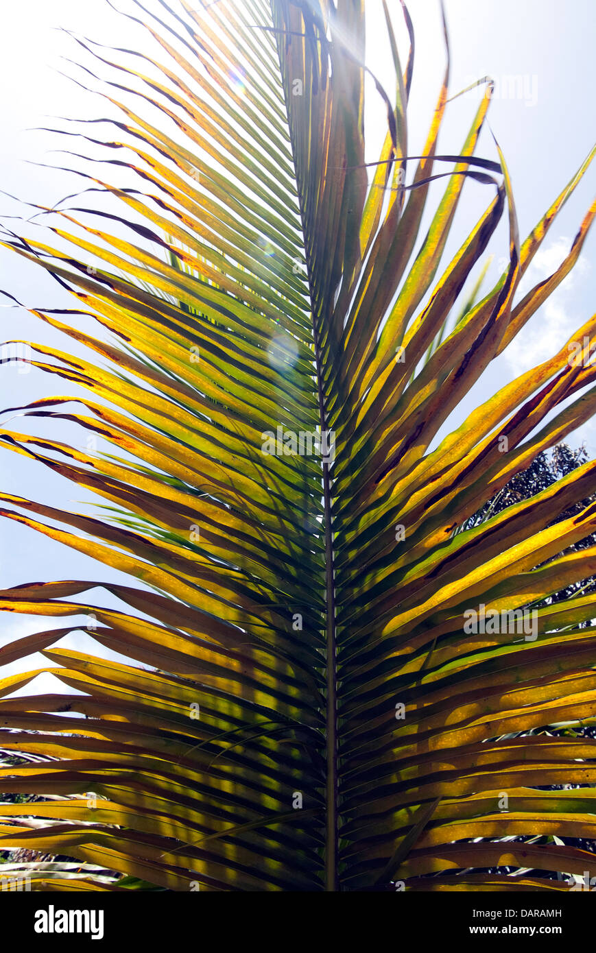 Closeup part tree leaves hi-res stock photography and images - Alamy