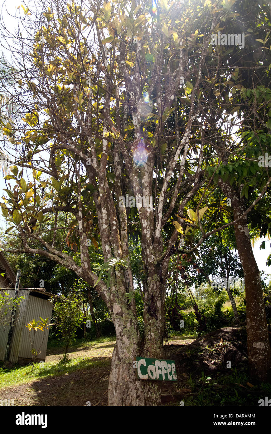 A coffee tree in the Caribbean Stock Photo - Alamy