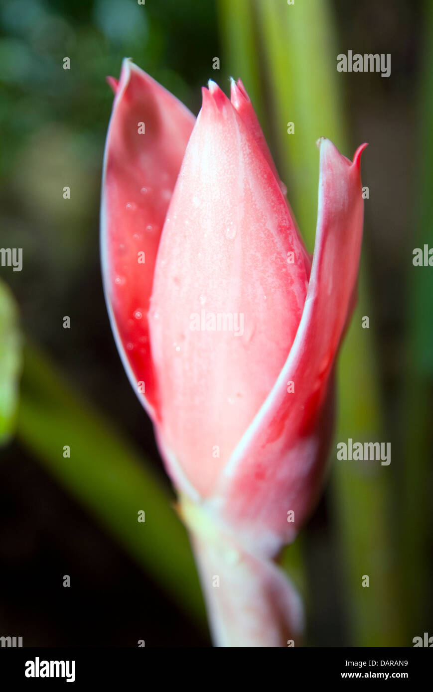 pink torch ginger flower Stock Photo - Alamy