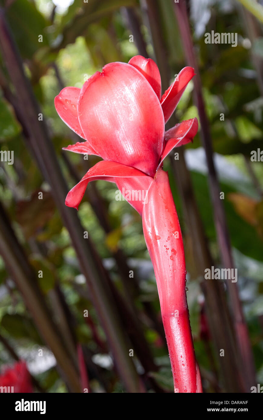 pink torch ginger flower Stock Photo - Alamy