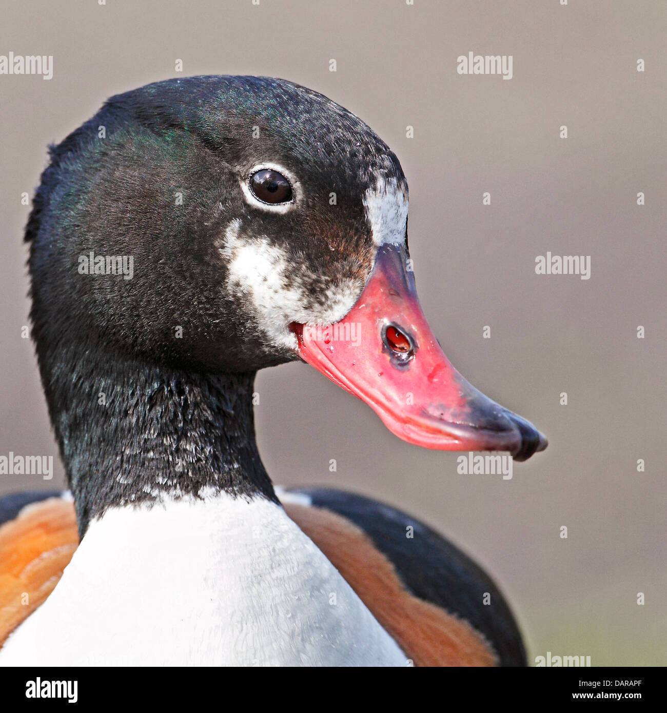 A closeup portrait of a young adult female Shelduck (Tadorna tadorna ...