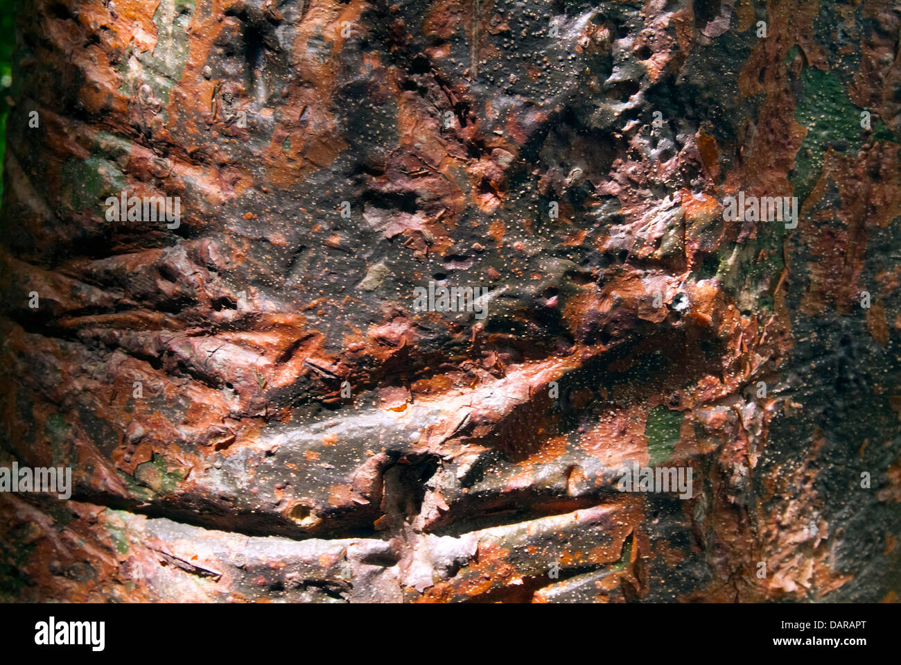 Caribbean bark hi-res stock photography and images - Alamy
