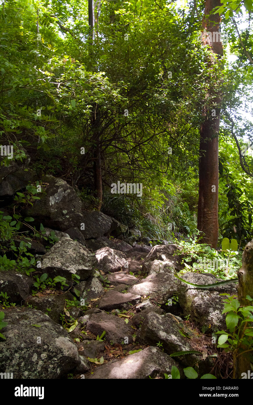 Tropical mountain path hi-res stock photography and images - Alamy