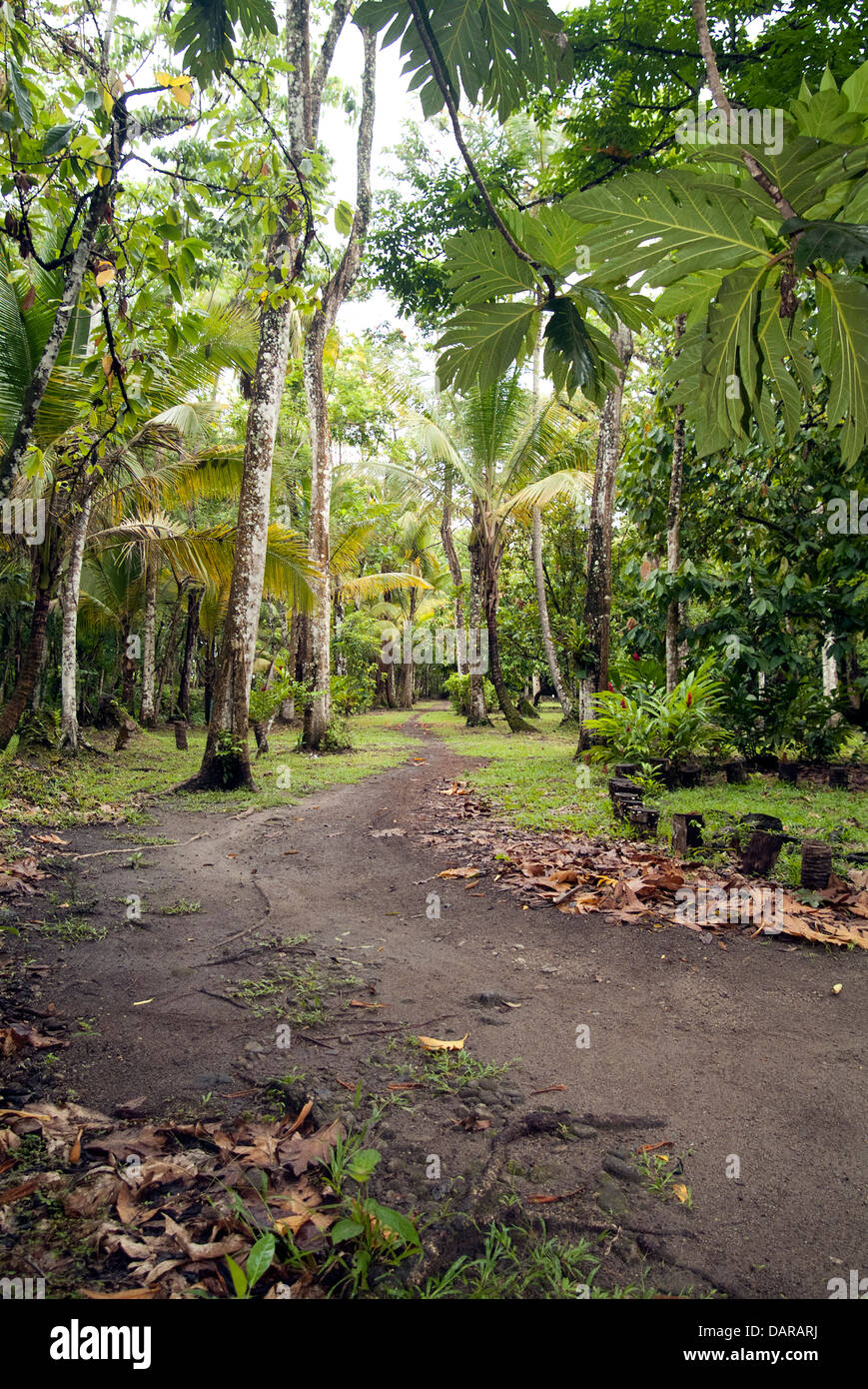 St lucia jungle hi-res stock photography and images - Alamy