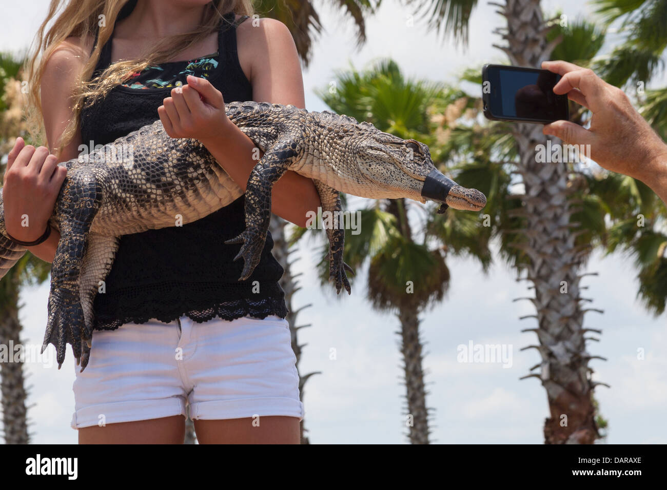 Man takes picture with mobile phone of girl holding alligator Stock ...