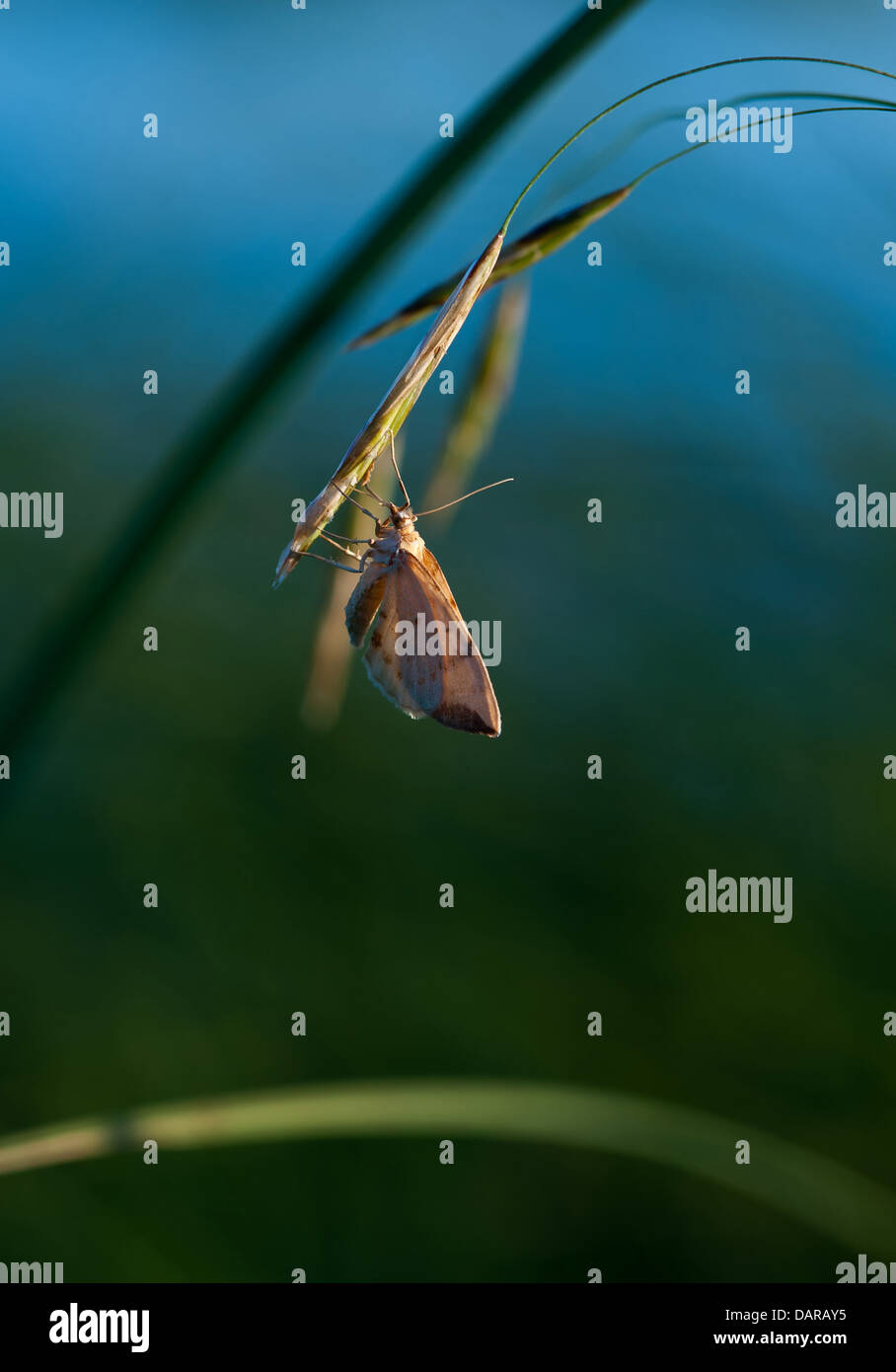 Close up of wing shape hi-res stock photography and images - Alamy