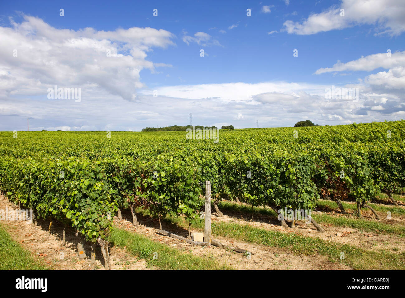 Vineyard at the rural fields of Bordeaux, France Stock Photo - Alamy