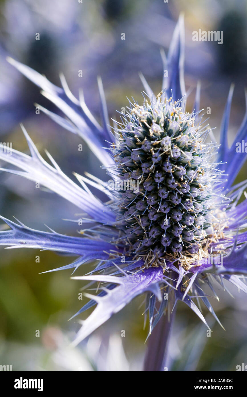 Blue sea holly hi-res stock photography and images - Alamy