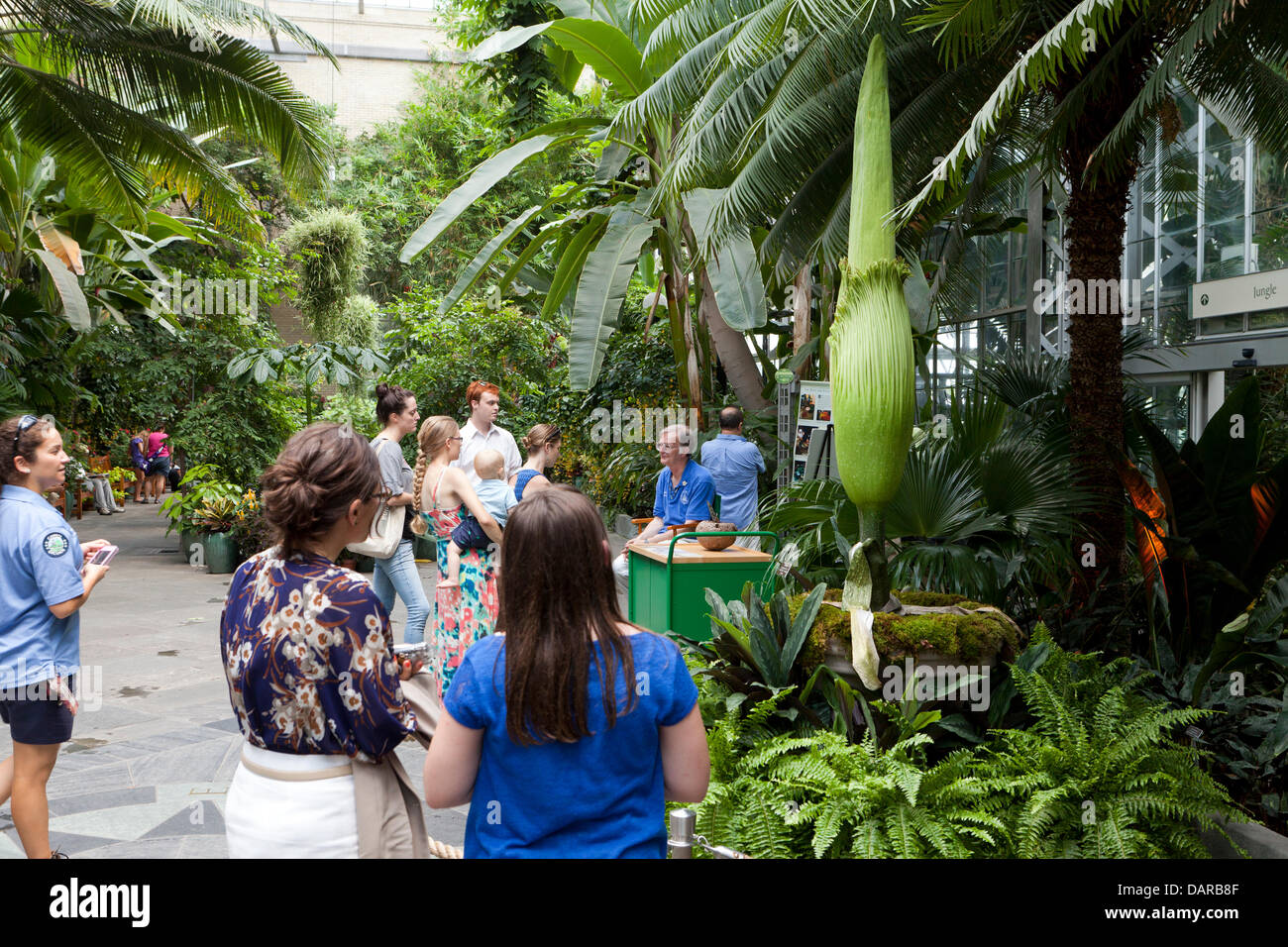 Corpse flower (Titan Arum) - US Botanic Garden, Washington, DC Stock ...