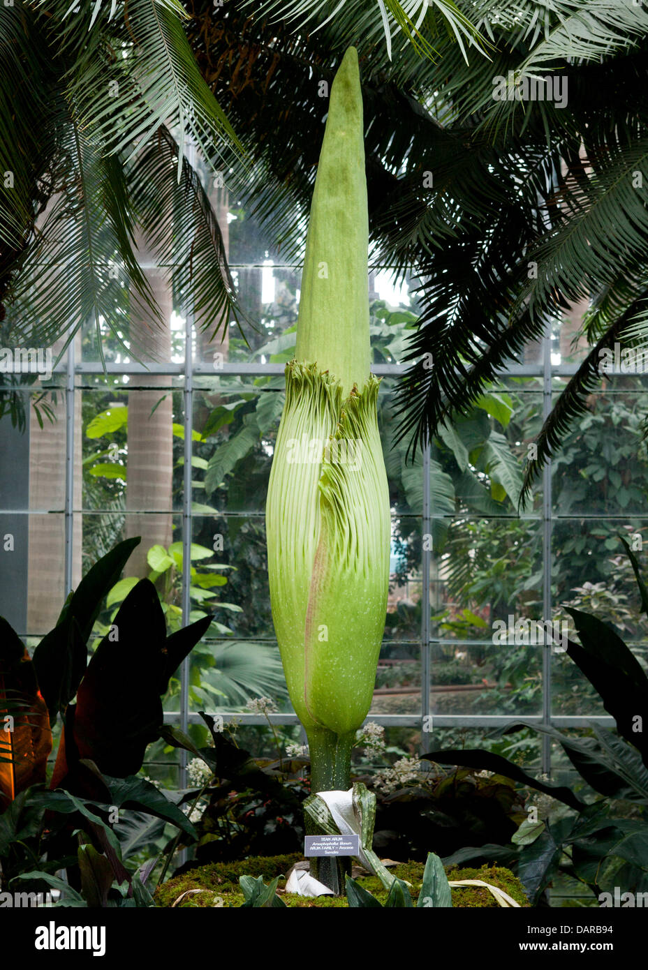 Corpse flower washington dc hi-res stock photography and images - Alamy