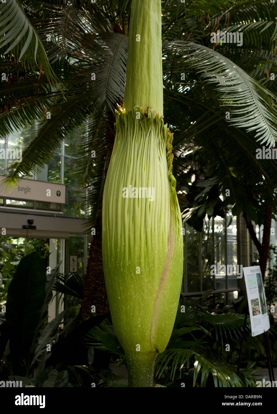 Corpse flower (Titan Arum) - US Botanic Garden, Washington, DC Stock ...