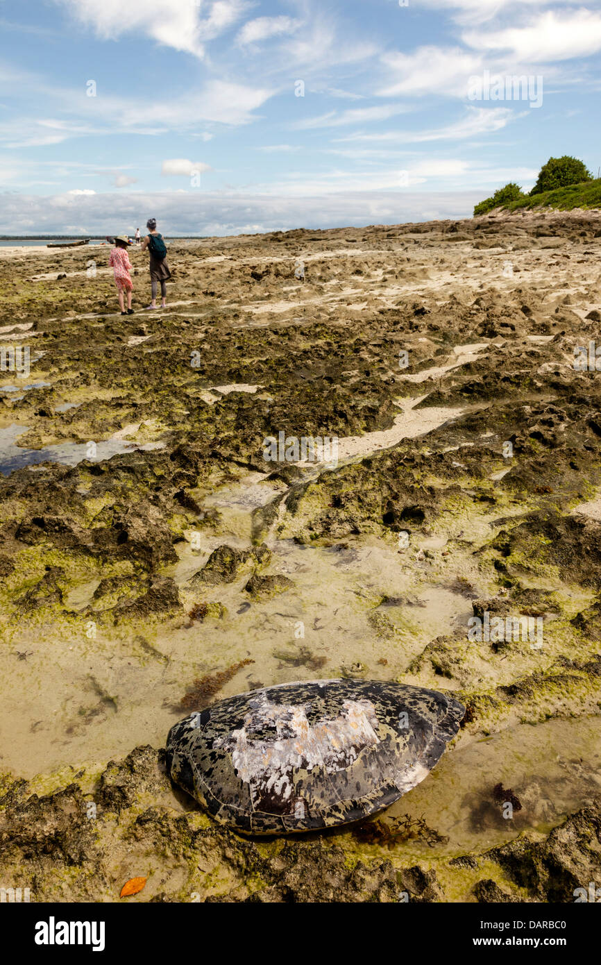 Sky woman turtle island hi-res stock photography and images - Alamy