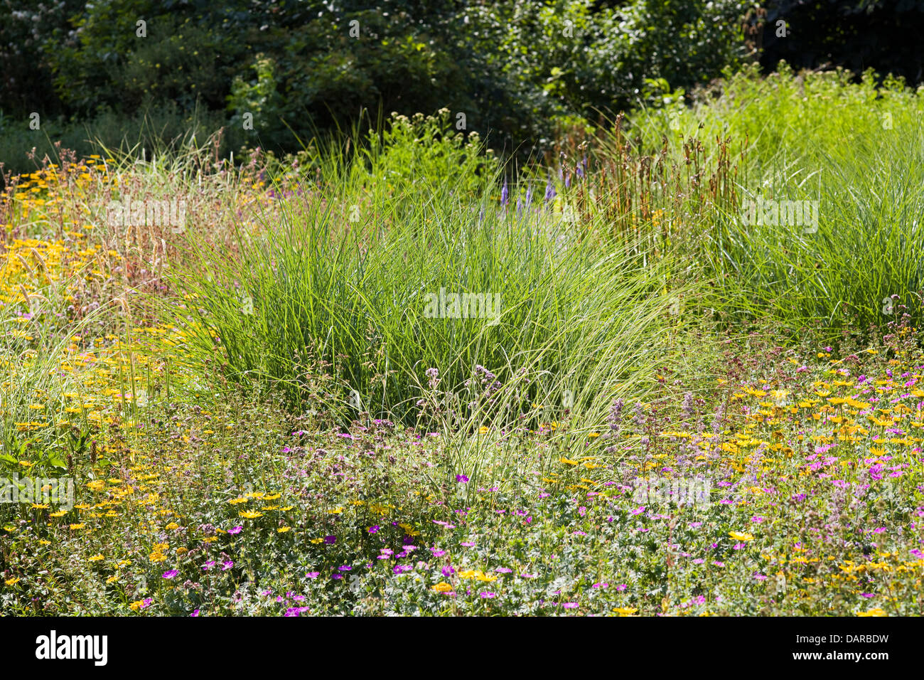 Man Made Wildflower meadow in England Stock Photo - Alamy