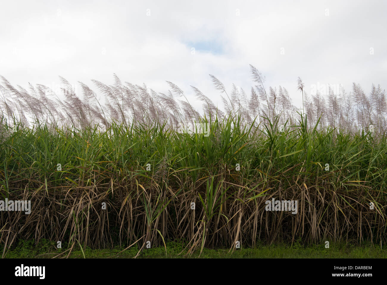 Sugar cane fields queensland hi-res stock photography and images - Alamy