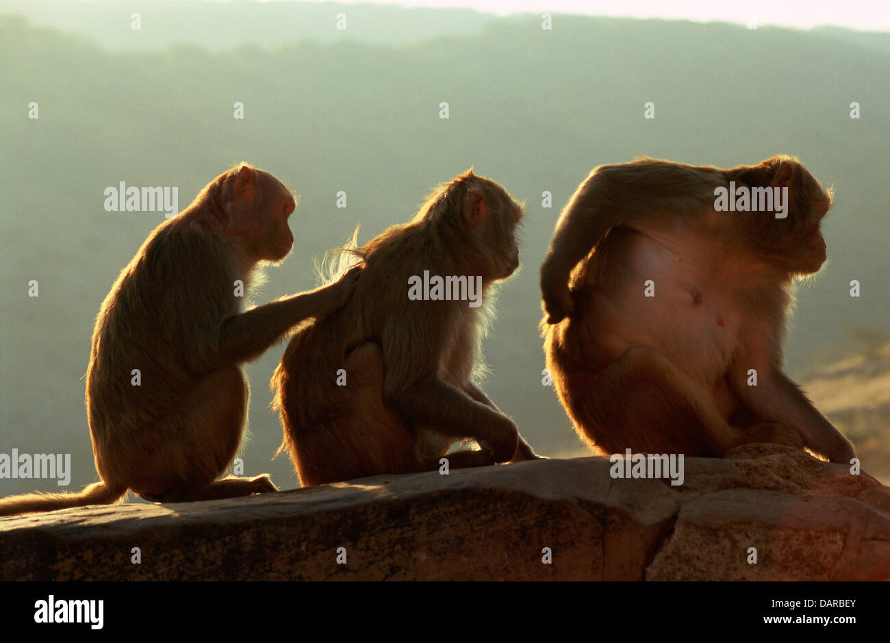 Rhesus monkeys ( India Stock Photo - Alamy