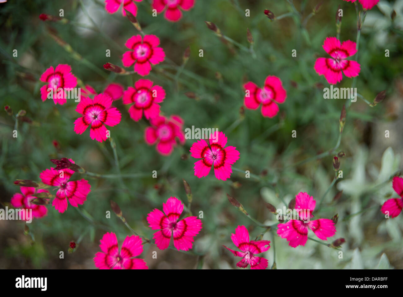 Several neon pink flowers against a green leafy background Stock Photo ...
