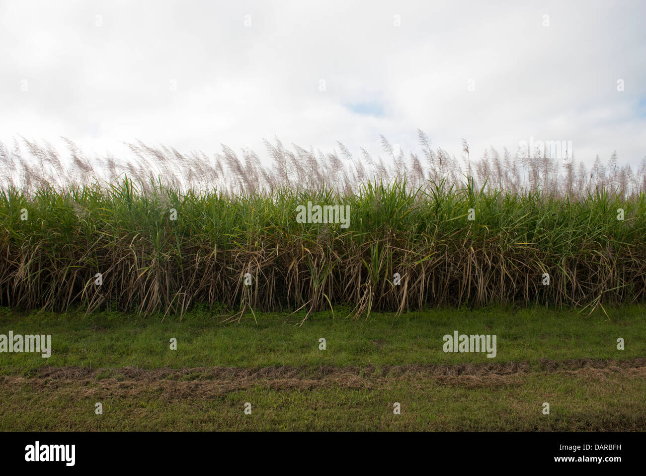 Sugar cane farms hi-res stock photography and images - Alamy