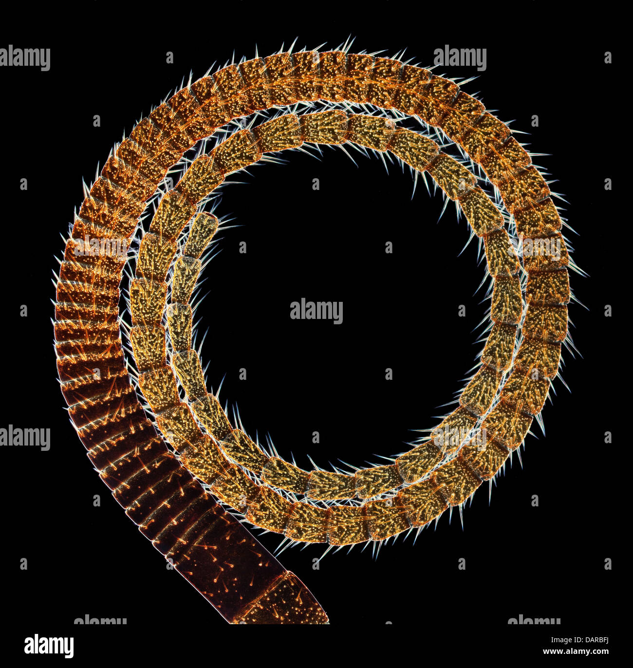 Moniliform hi-res stock photography and images - Alamy