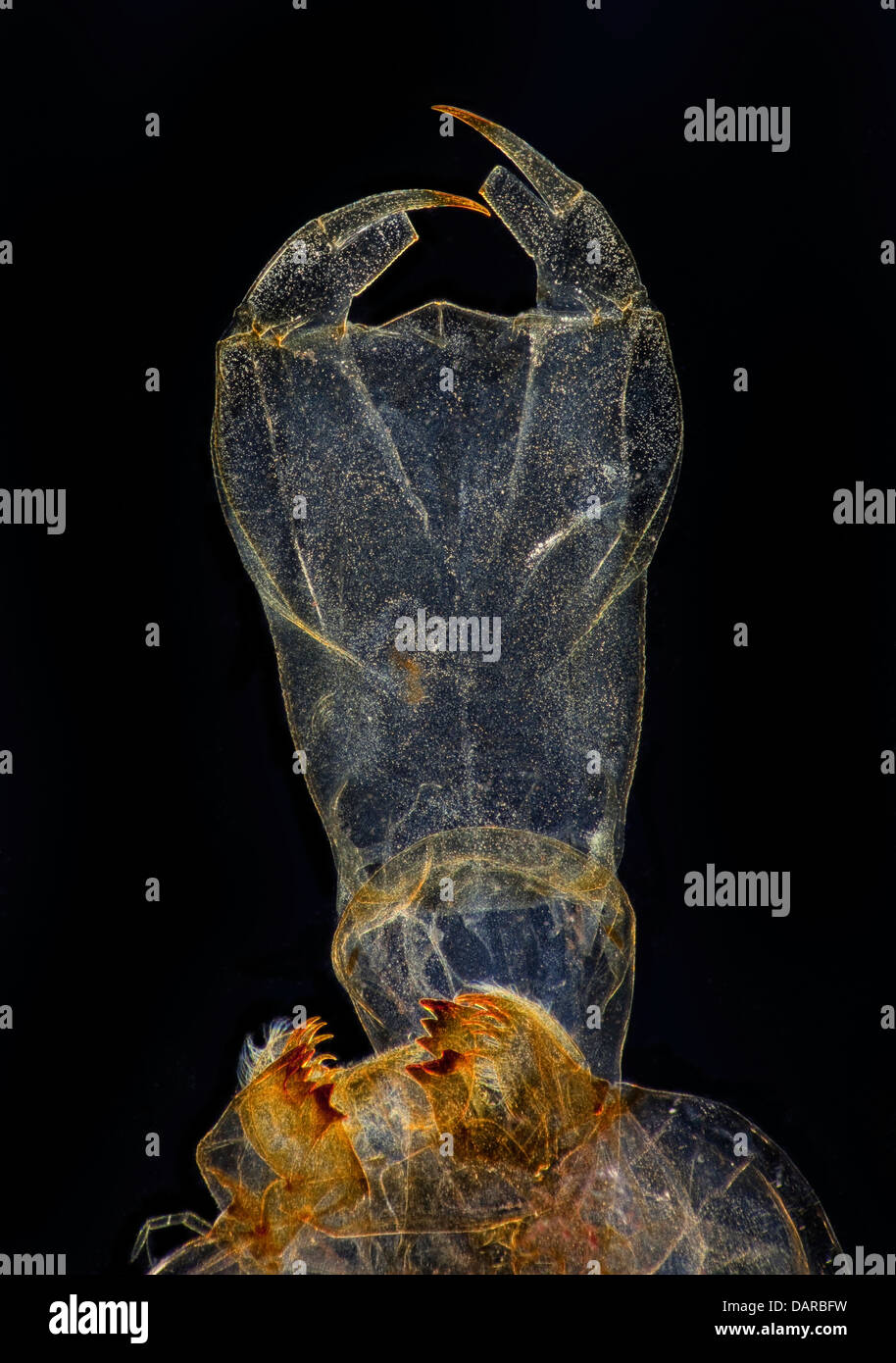Dragon fly nymph mouthparts, darkfield micrograph Stock Photo - Alamy