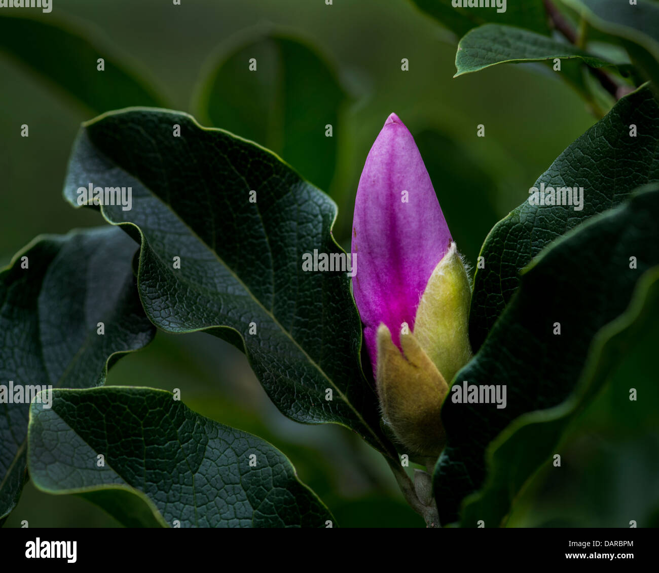 Mulan magnolia hi-res stock photography and images - Alamy