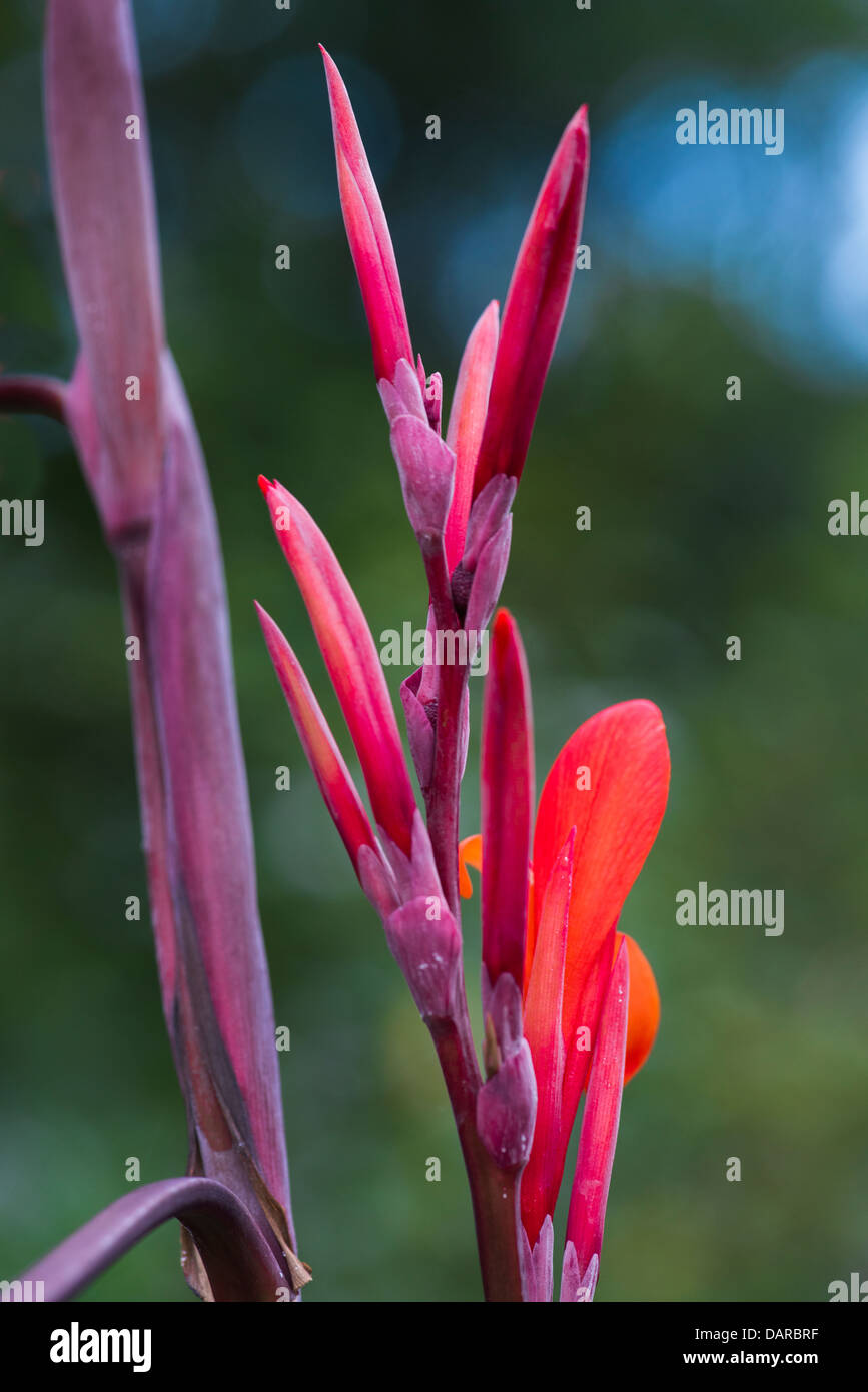 Red bird of paradise hi-res stock photography and images - Alamy